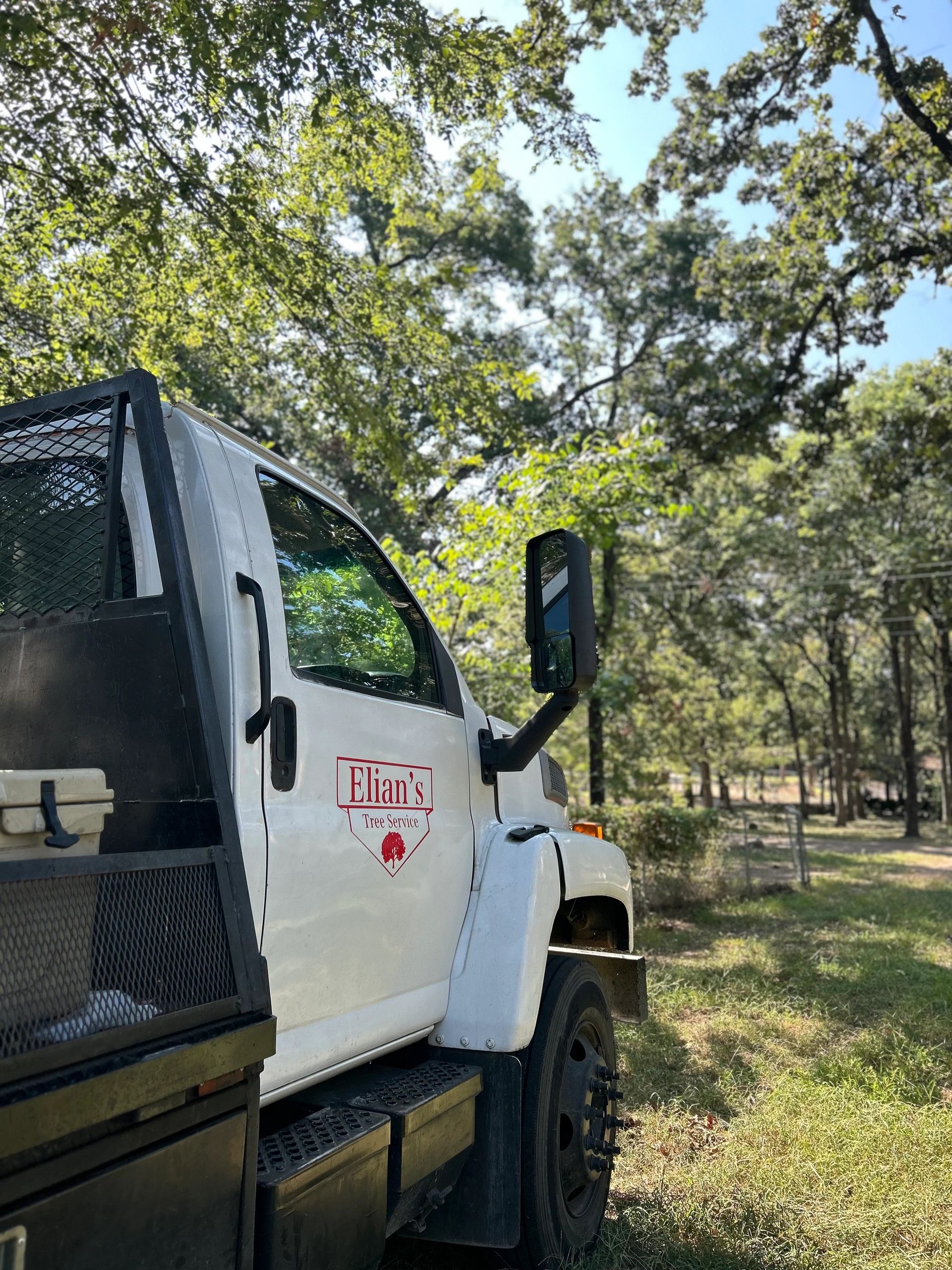 Professional Tree Care Services | Elian's Tree Service