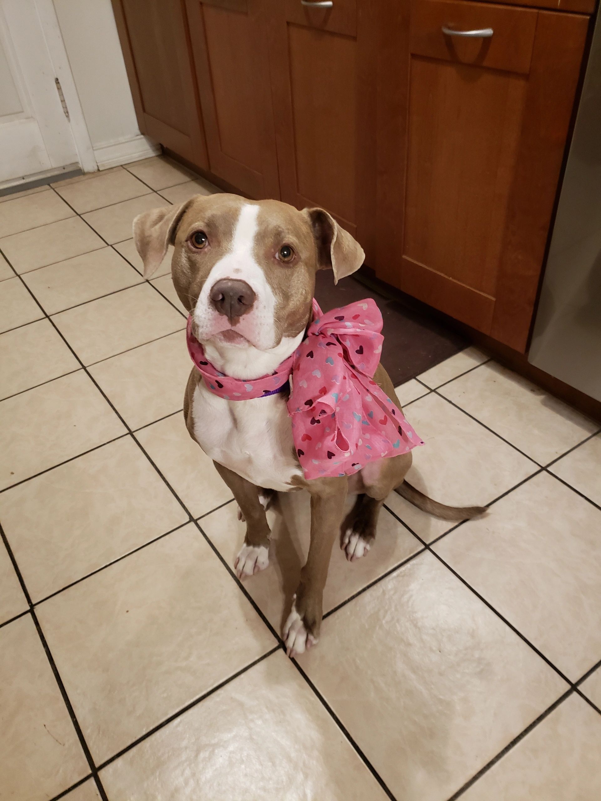 Cuts Fur Pups - Dog Grooming - Manchester, Connecticut
