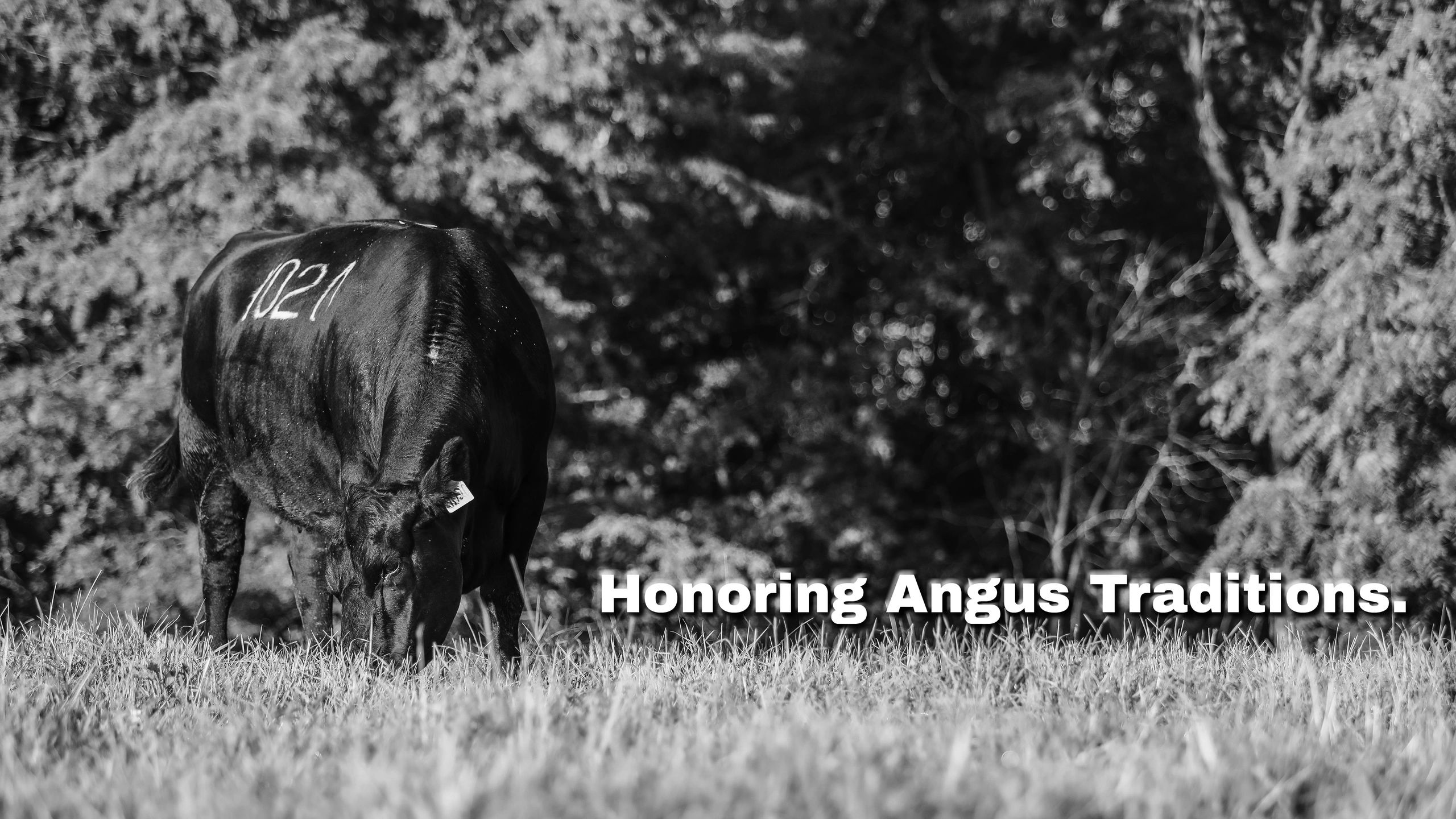 Angus Cattle - Koch Angus Farms