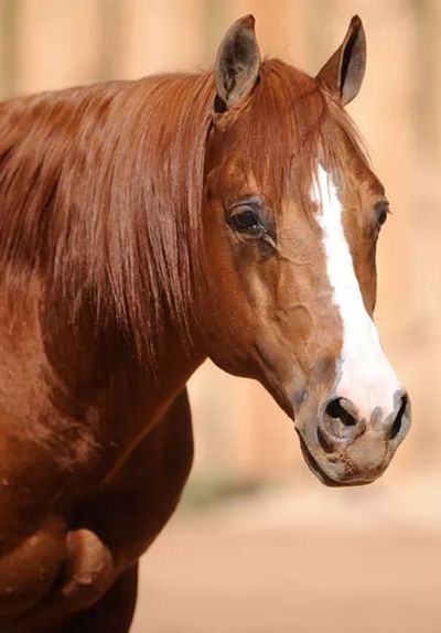 Boomernic | Hacienda Soñador quarter horses