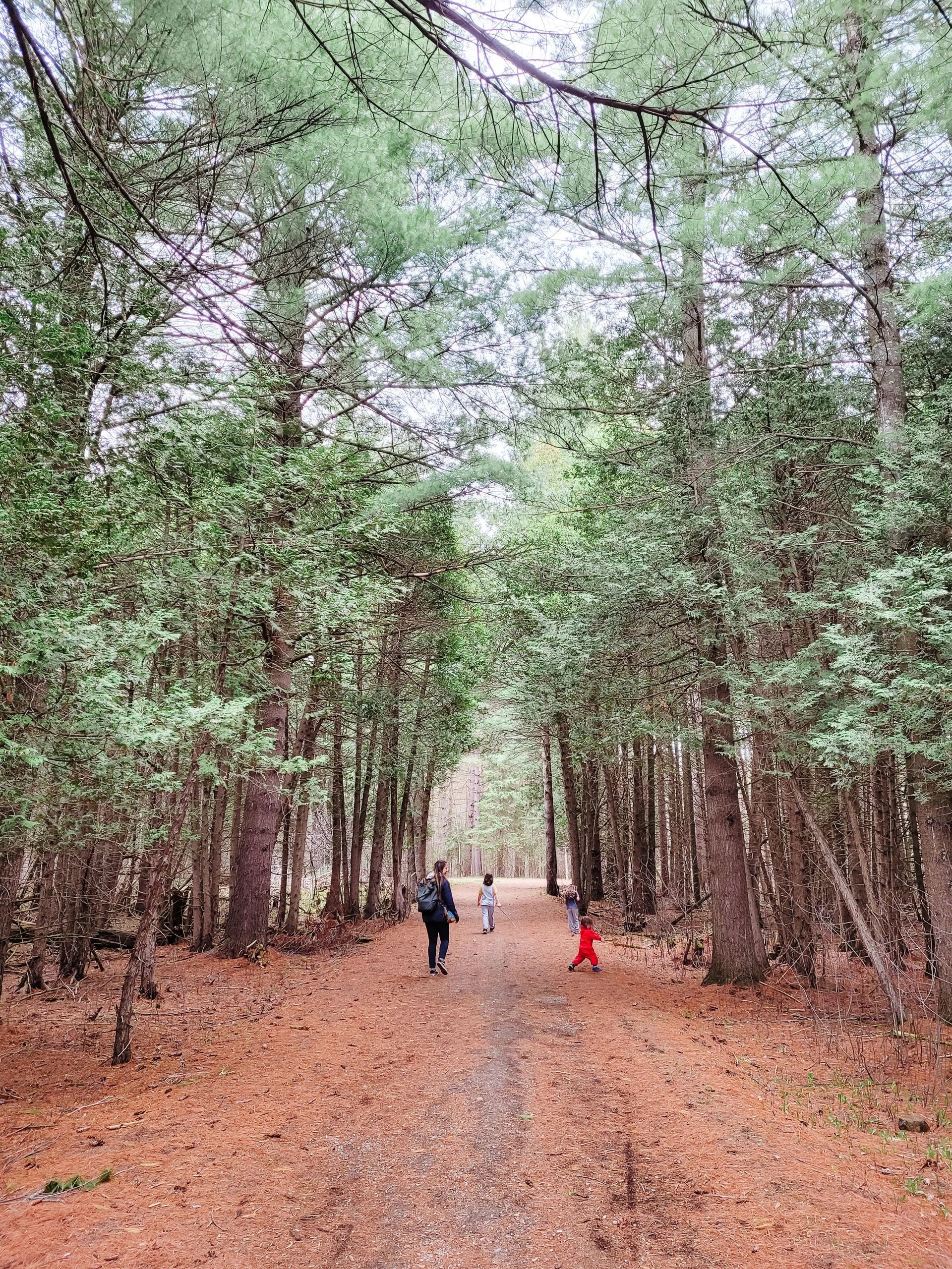 Hiking with Kids: Limerick Forest