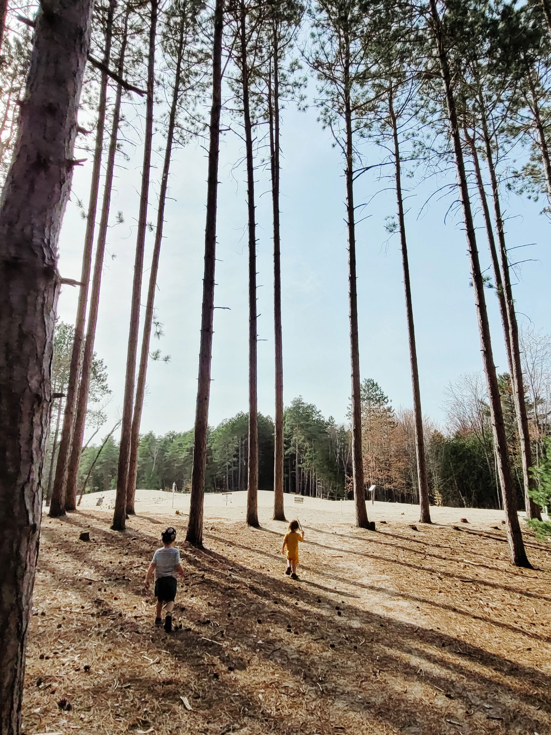 Hiking with Kids: Pinhey Forest Trail