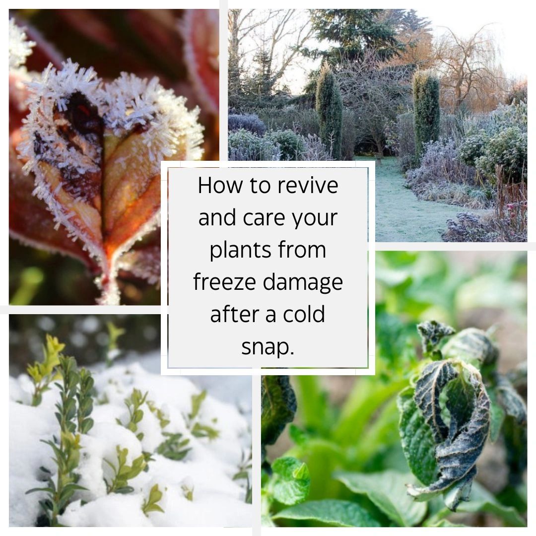Tips for Before and After a Cold Snap in Your Garden Space
