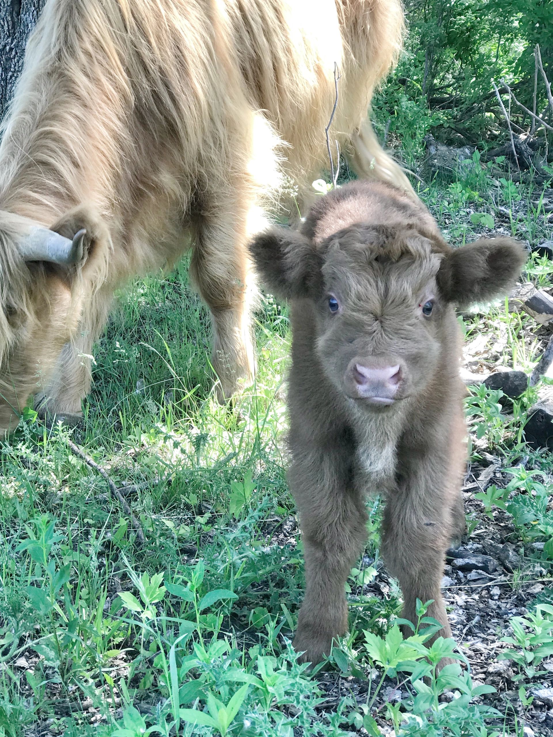 Shaggy Horn Hill - Cockapoo, Puppies, Cockapoo, For Sale