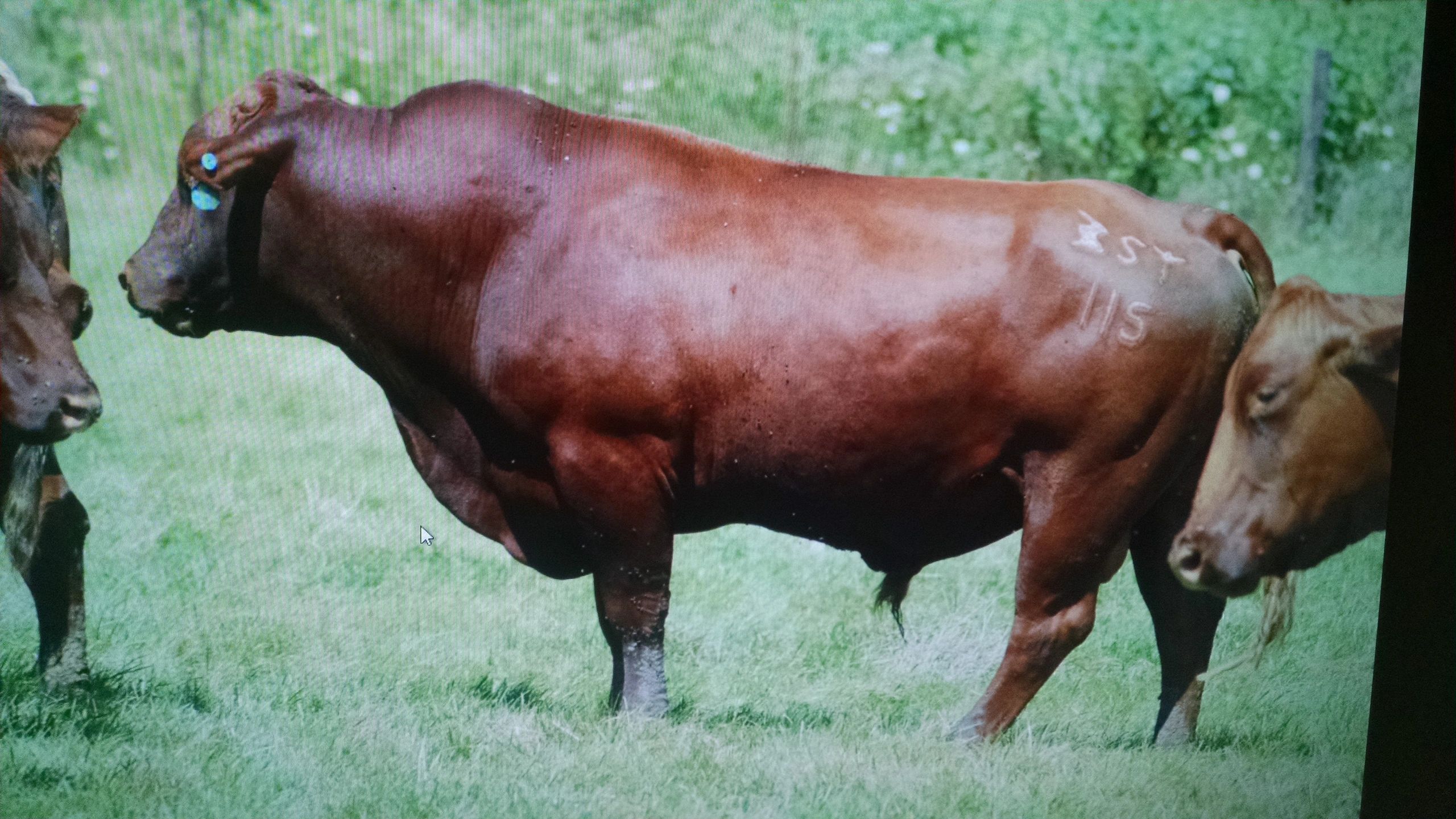 Barzona Cattle