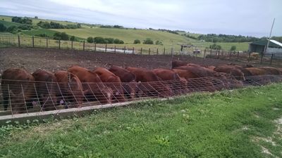 American Barzona - Barzona, Bulls, Heifer