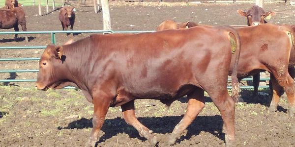American Barzona - Barzona, Bull | American Barzona