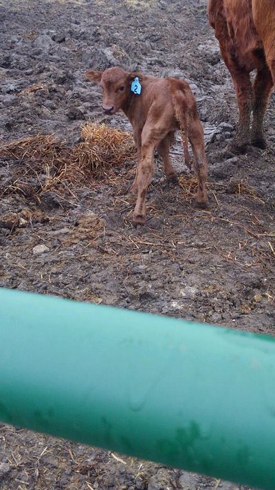 American Barzona - Barzona, Bulls, Heifer
