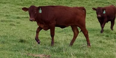American Barzona - Barzona, Bulls, Heifer