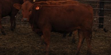 American Barzona - Barzona, Bulls, Heifer