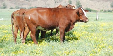 American Barzona - Barzona, Bulls, Heifer