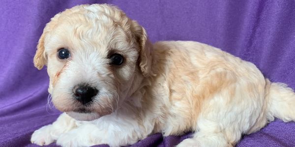 Rlittlepuppies - Bichonpoo, Designer Puppy, Puppies for Sale ...