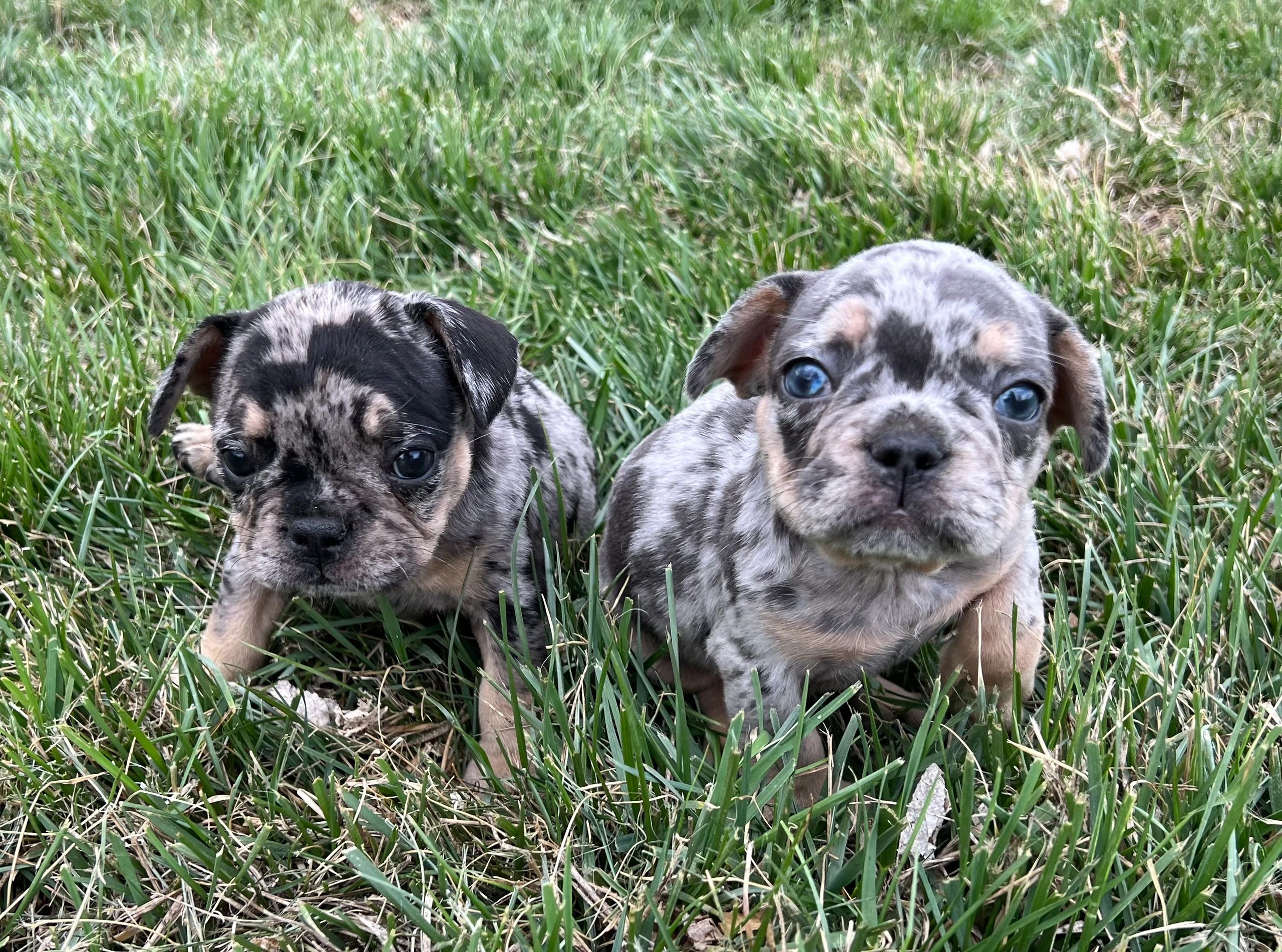 Rlittlepuppies - Puppies for Sale, AKC French Bulldogs, Labradoodles