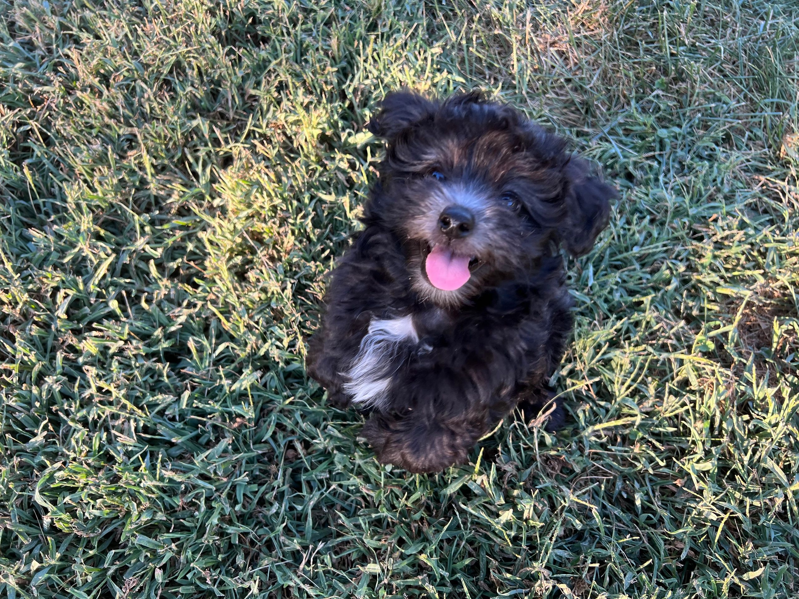 Rlittlepuppies - Puppies for Sale, AKC French Bulldogs, Labradoodles