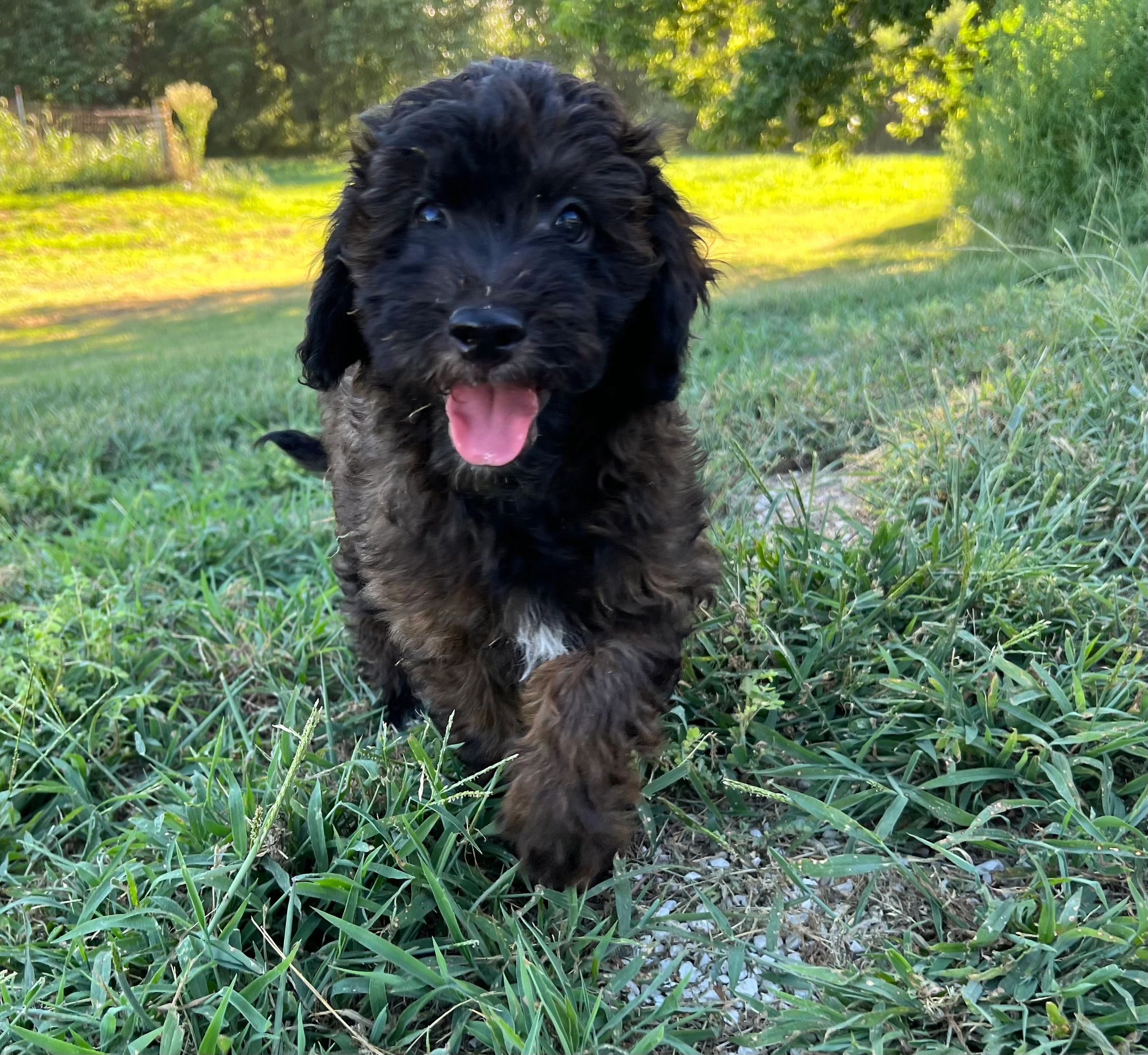 Rlittlepuppies - Puppies for Sale, AKC French Bulldogs, Labradoodles