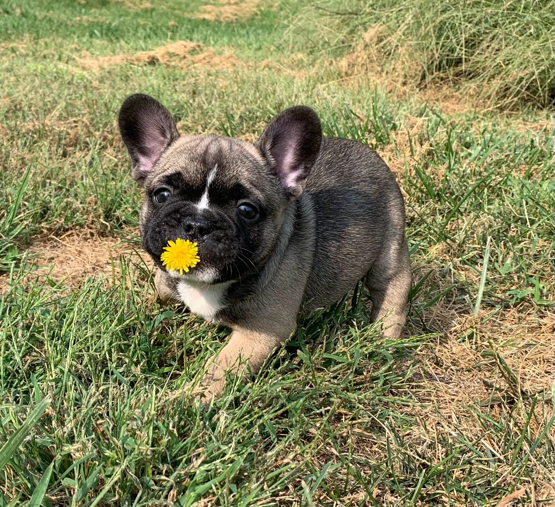 Rlittlepuppies - English Bulldog, Pets, Adult Bulldogs