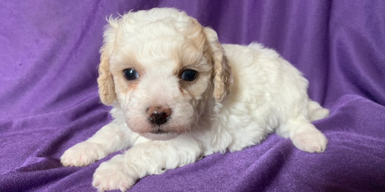 Rlittlepuppies - Bichonpoo, Designer Puppy, Puppies for Sale ...