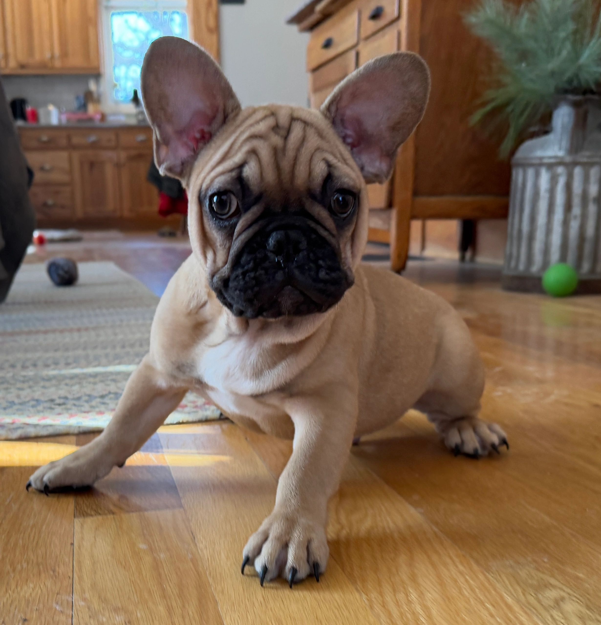 Rlittlepuppies - English Bulldog, Pets, Adult Bulldogs