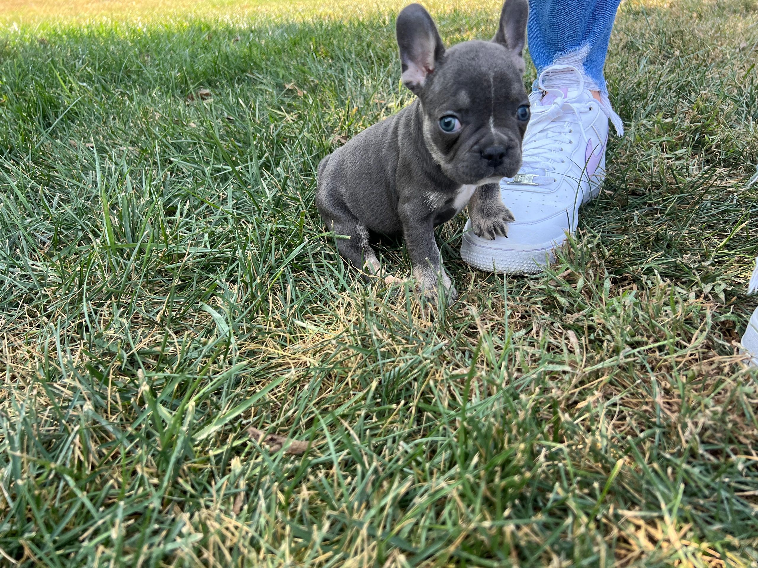 Mini Frenchie Puppies
