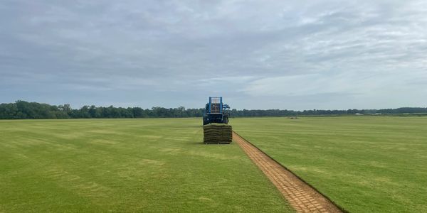 High-Quality Bermuda Sod Supplier