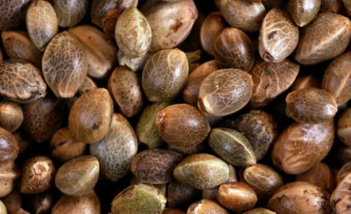 Afghan Selection Landrace - Mazar