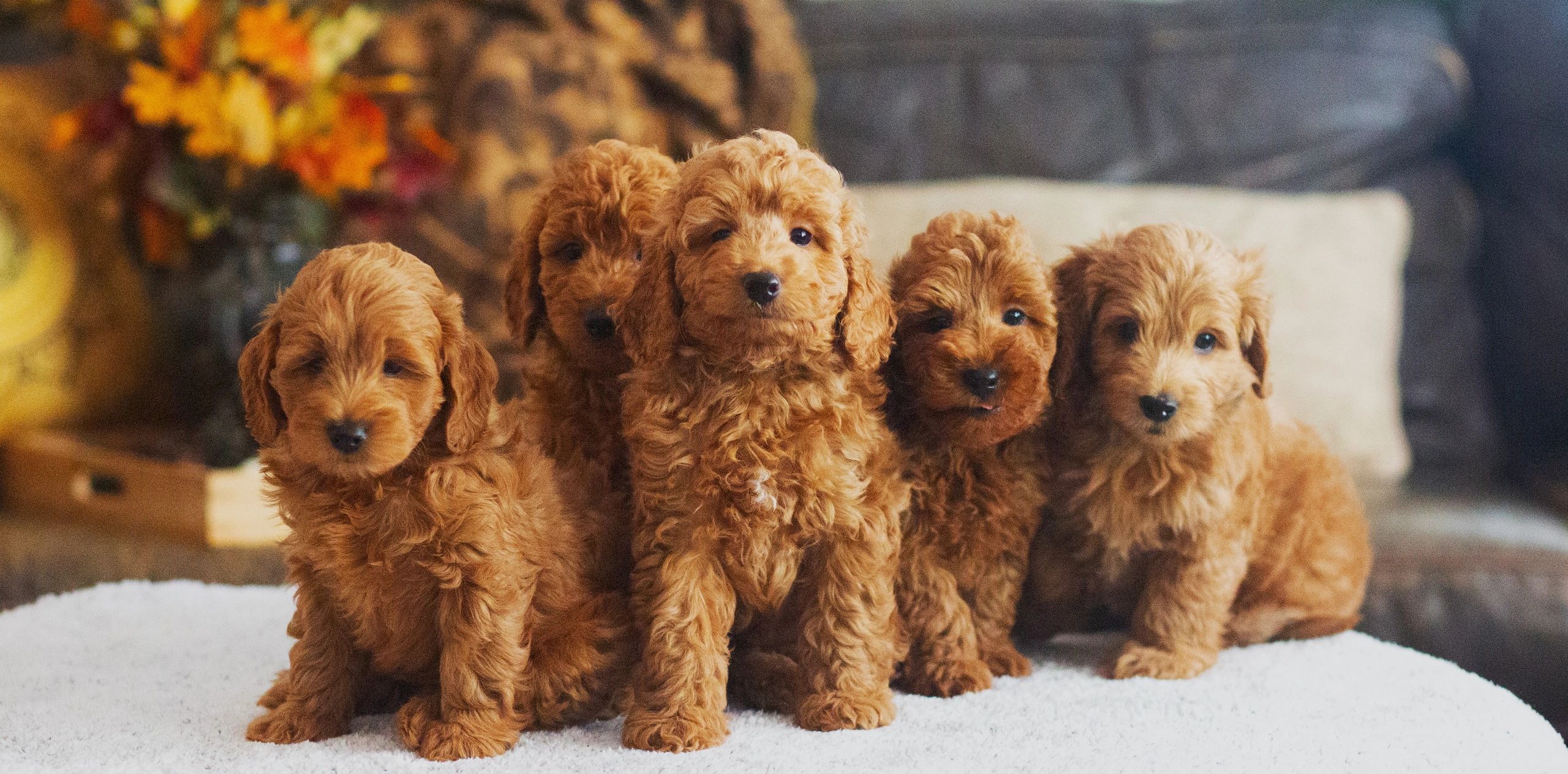 Top Doodle Breeder | Find the Perfect Puppies for Sale