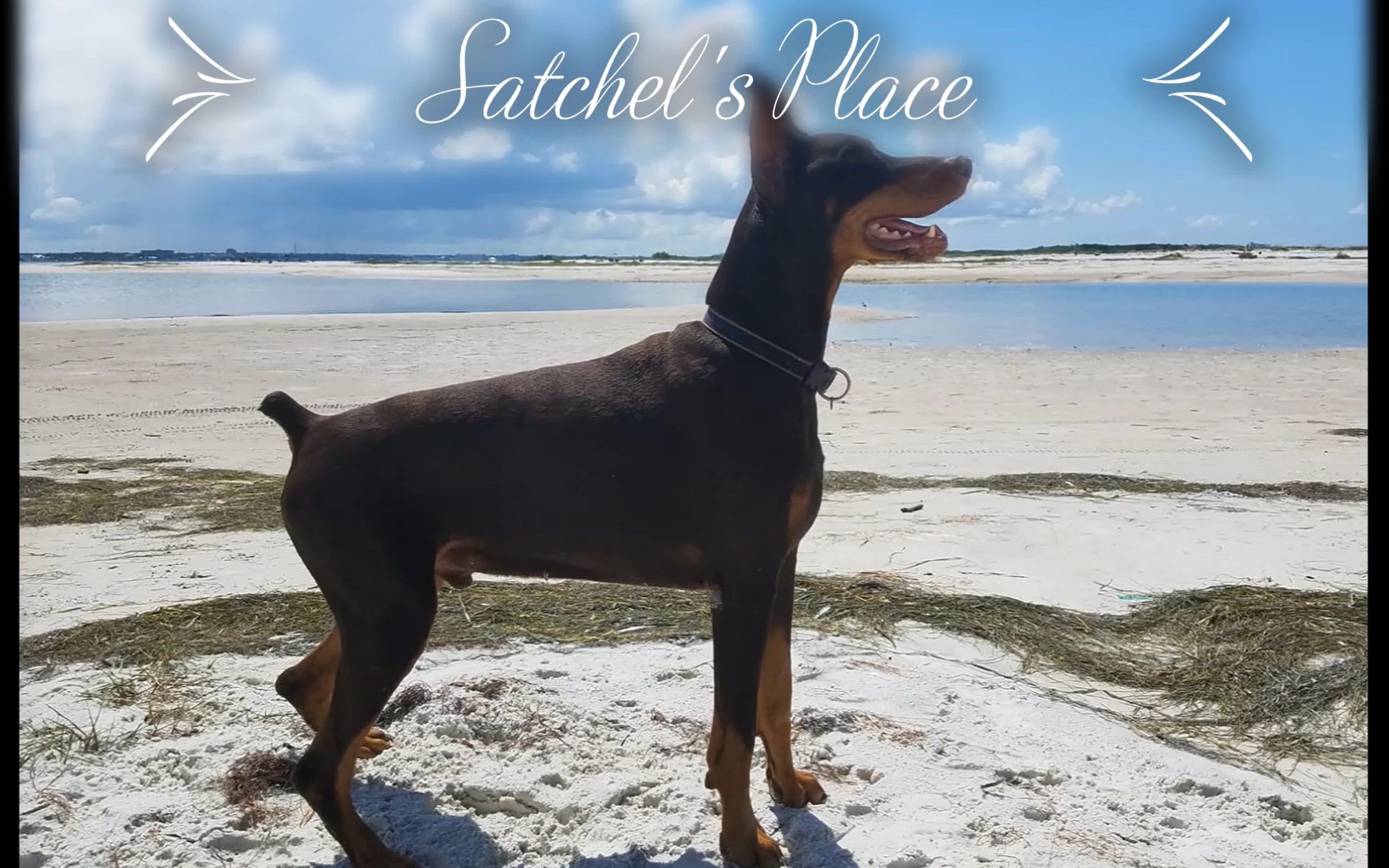 Satchel's Place, Inc - Dog Park, Nonprofit, Dog Recreation Area
