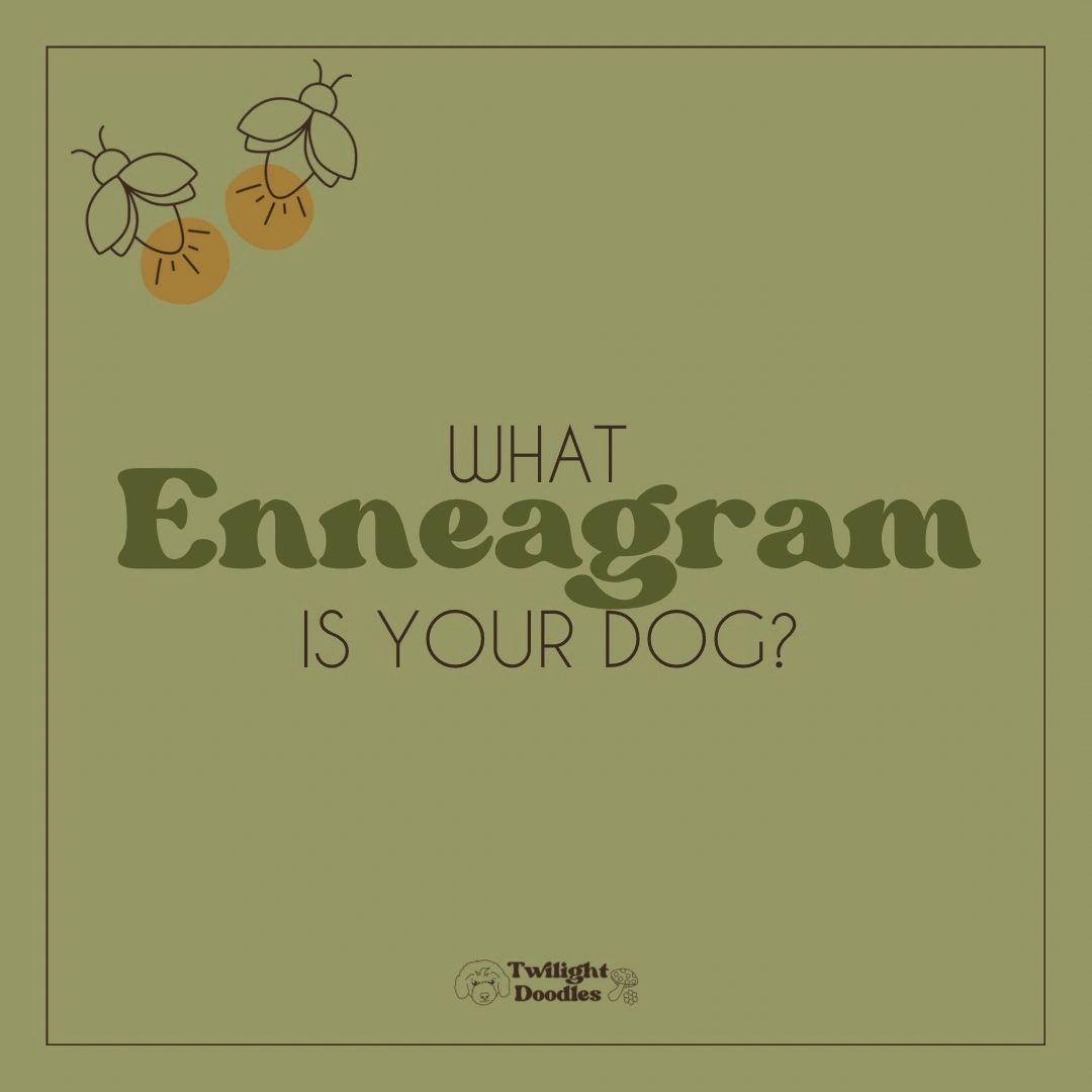 Understanding Your Dog's Enneagram Number: A Guide for Dog Owners