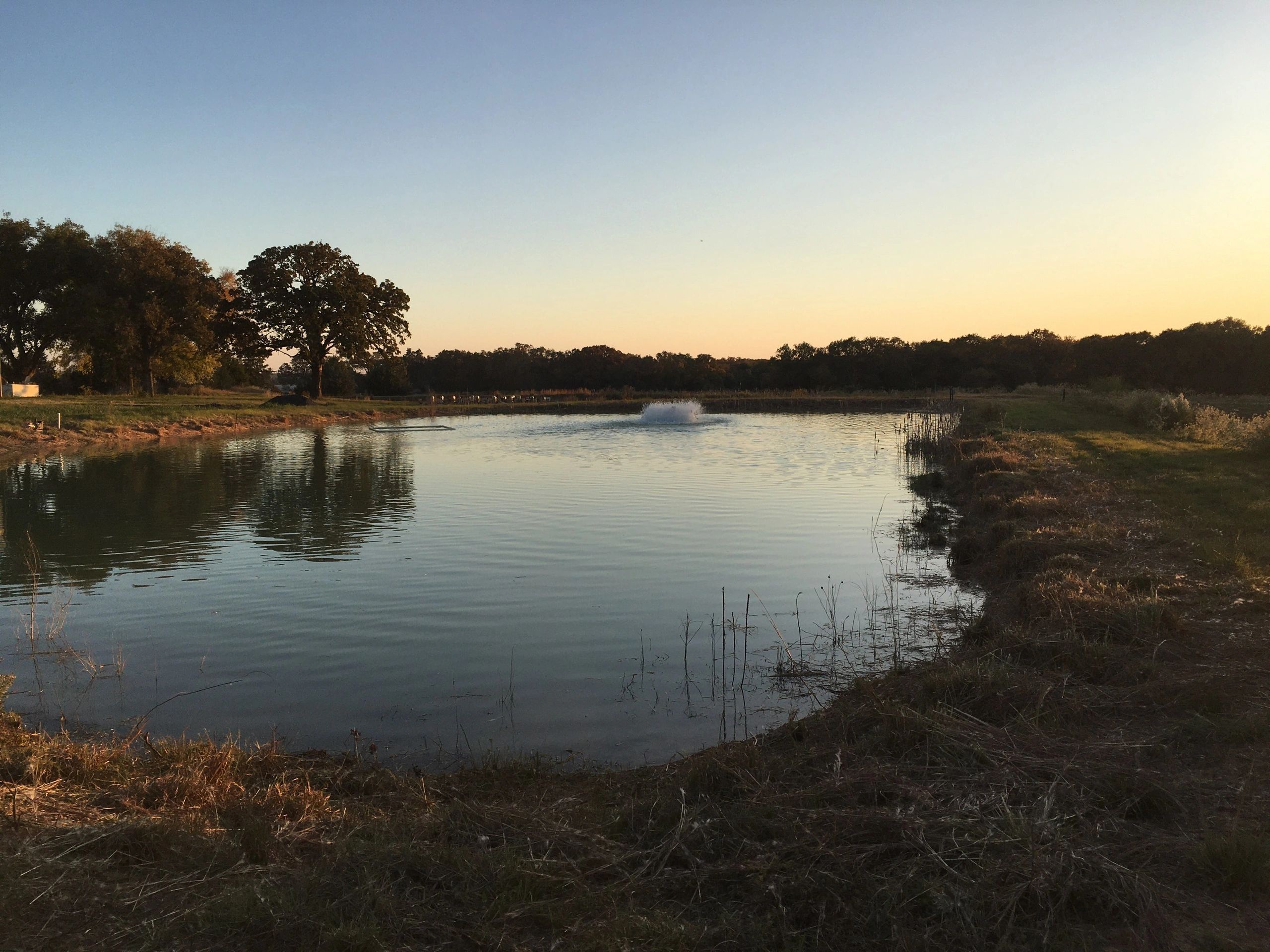 High Quality Stocker Fish: Wilson Fisheries