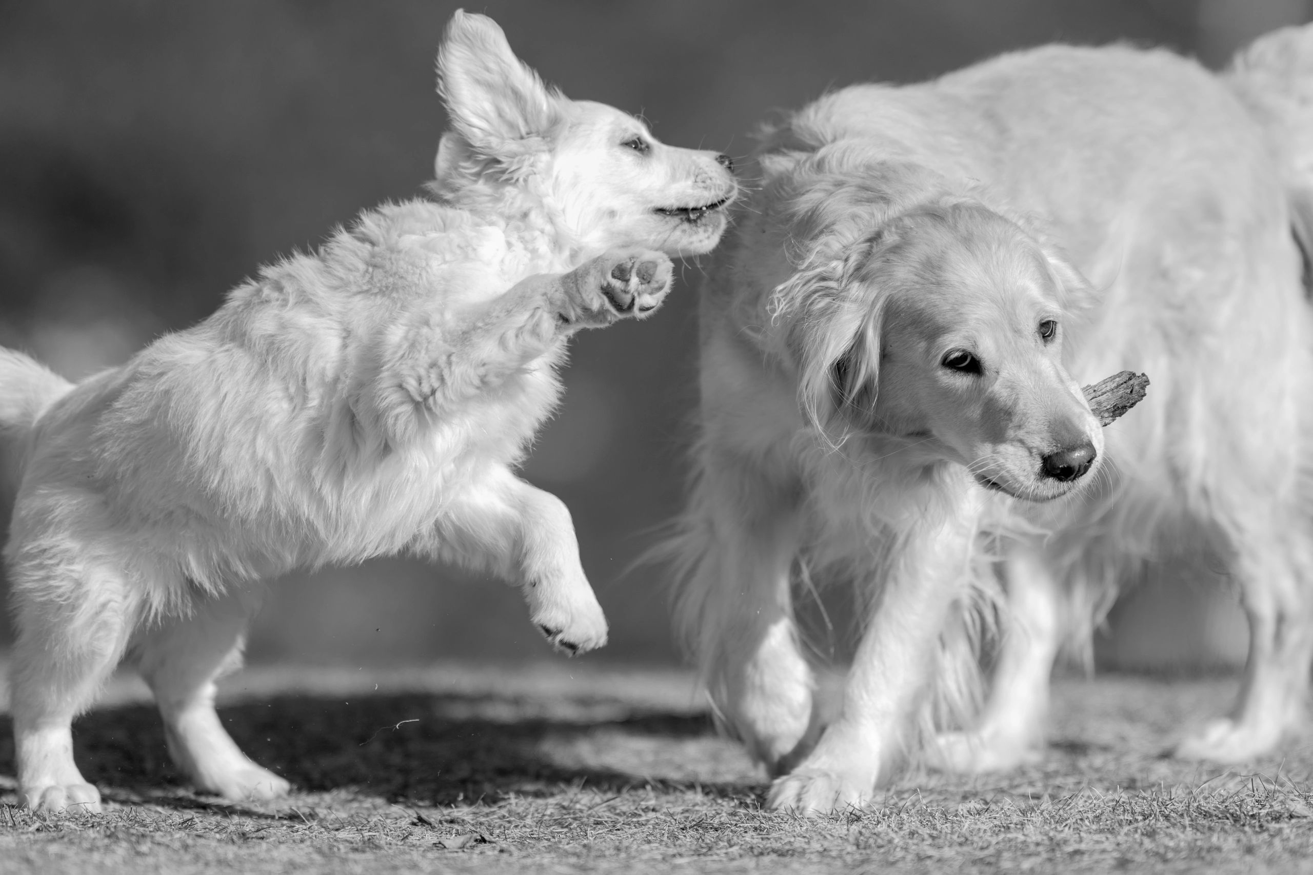 The Art of Growing Up: How Well-Mannered Adult Dogs Shape Our Pup