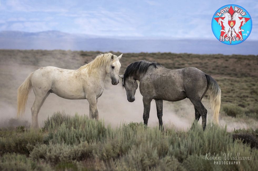 Native Wild Horses | Lovewildhorses.org