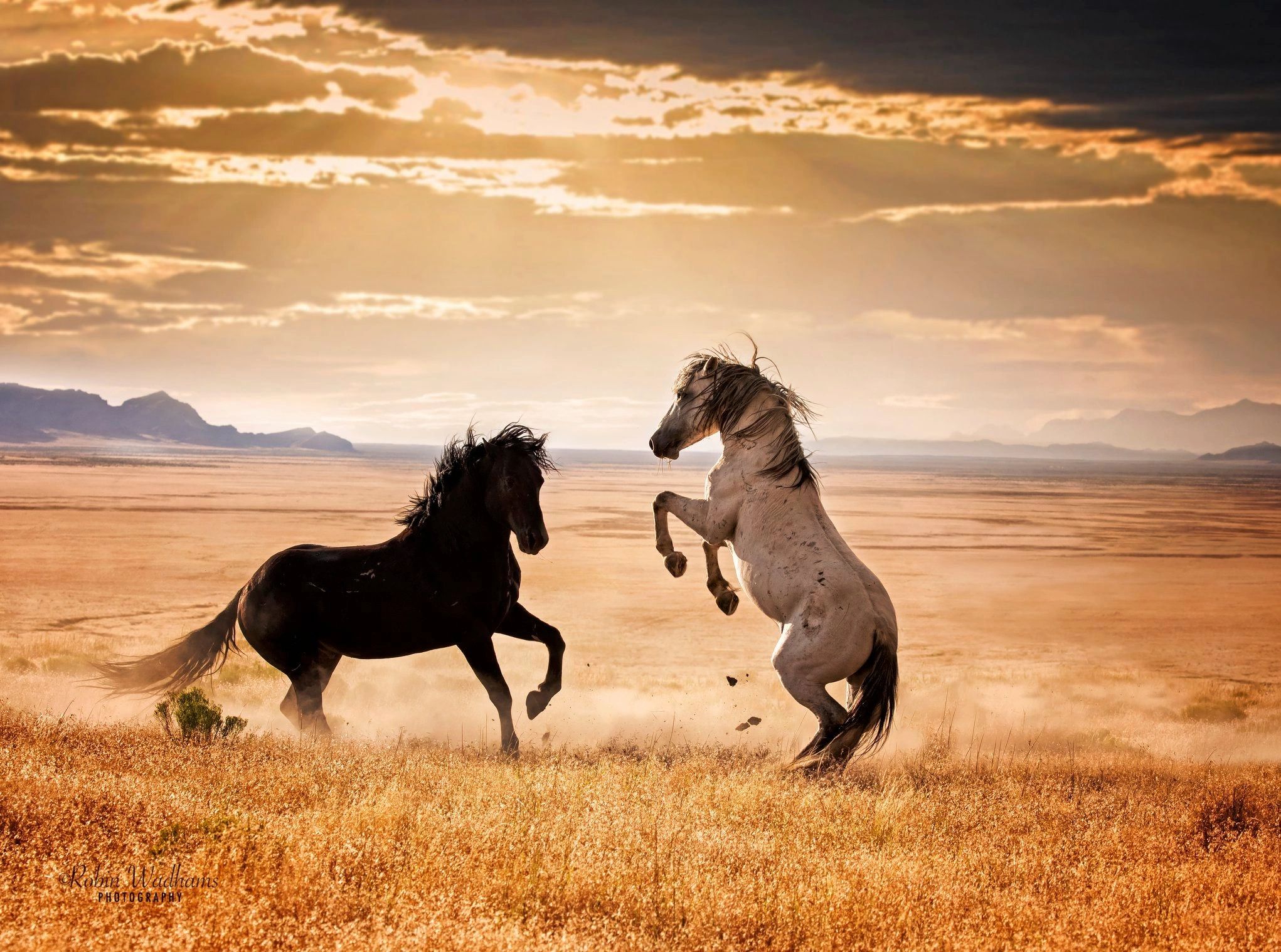 Looking to Re-Wilding to Lessen Wildfire Danger