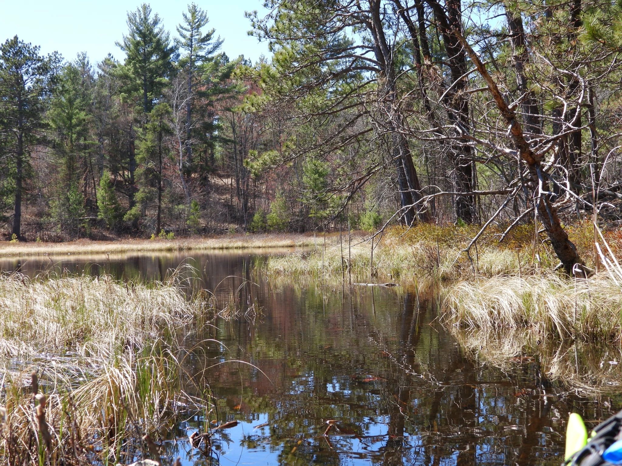 Pelican River Forest