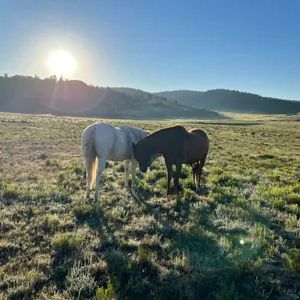 Silver Stables Ranch, Inc.