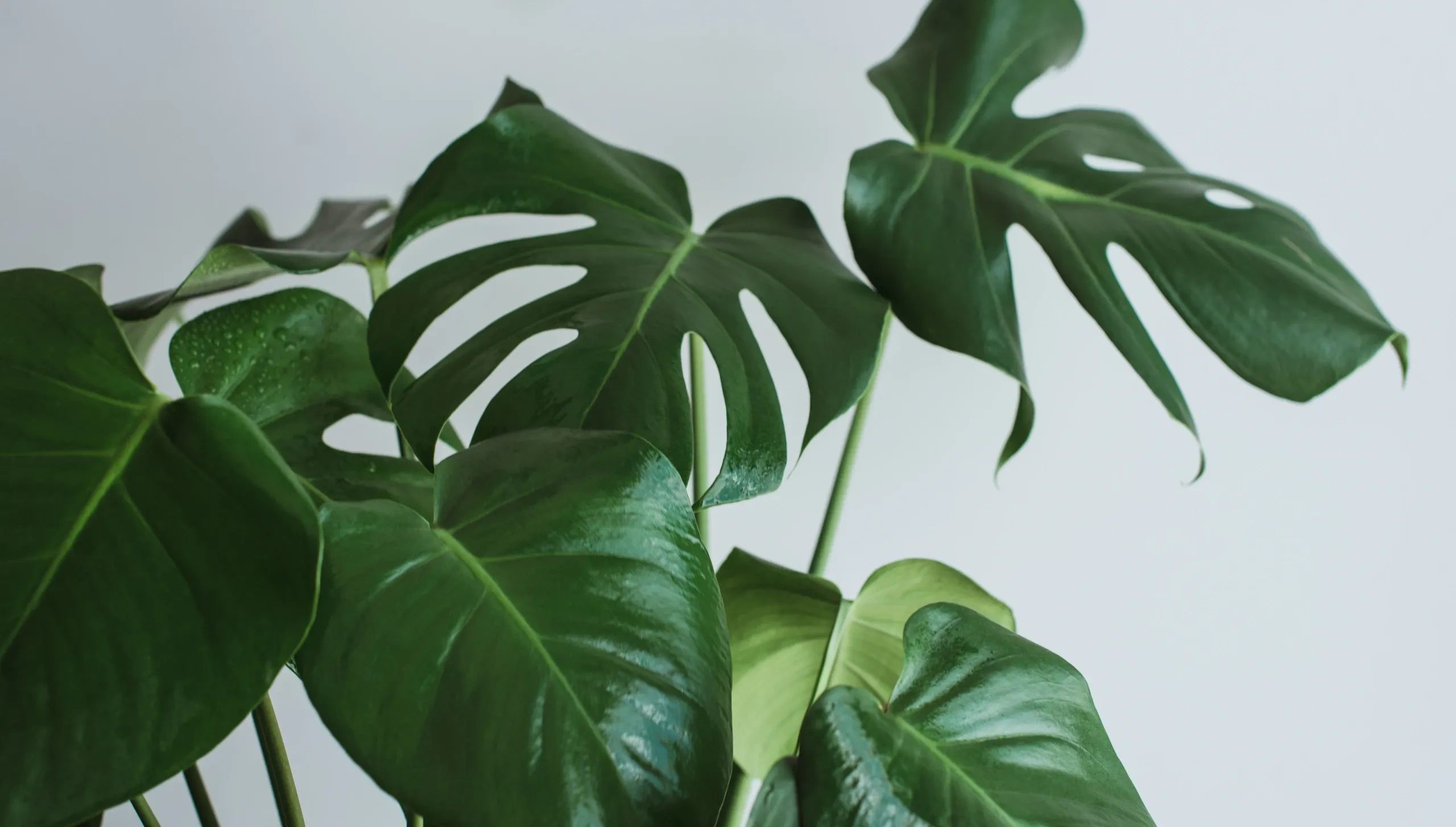 Sunrat Coffee - Coffee, Coffee Delivery, Catering, Shipping