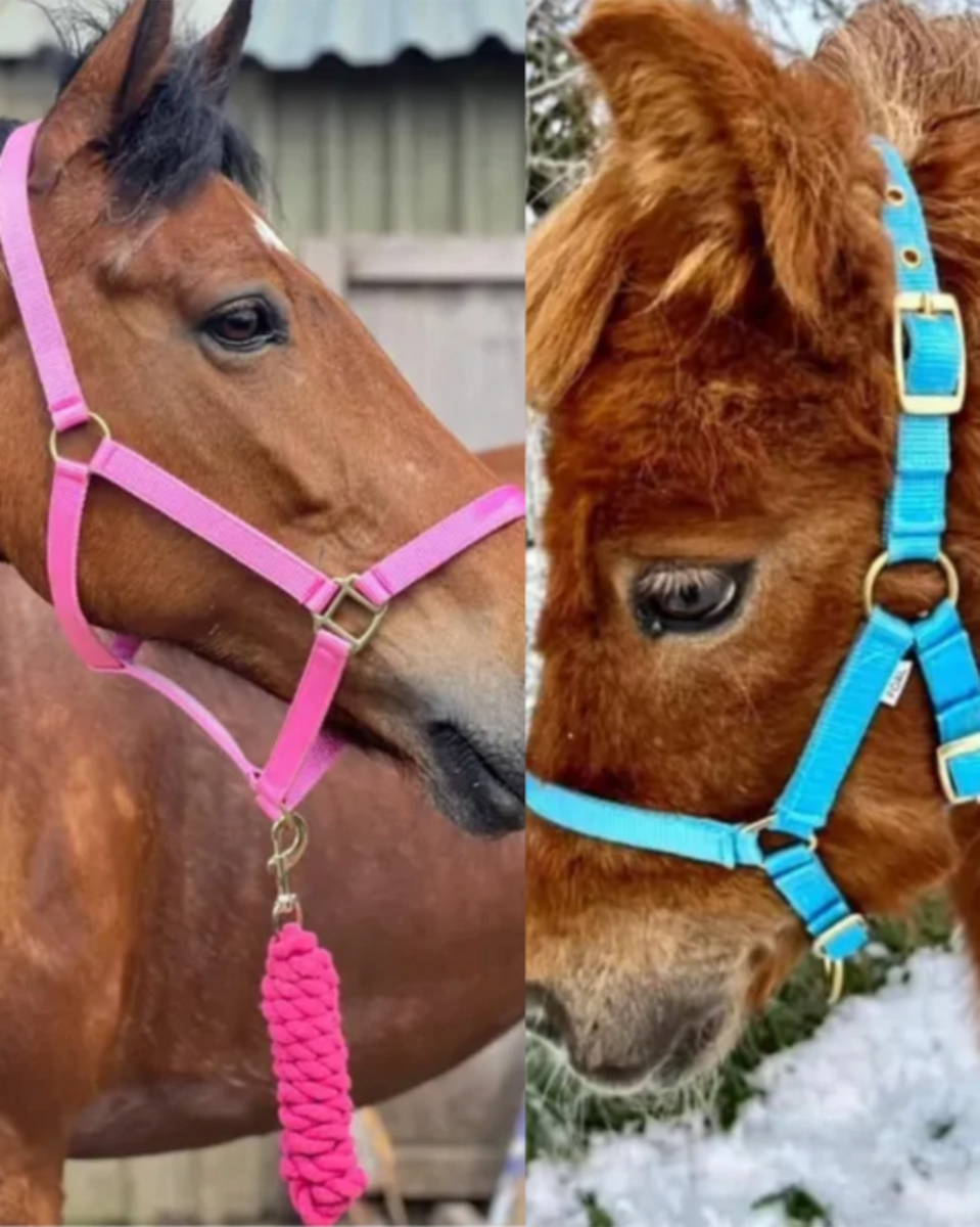 10 Nylon Head Collars