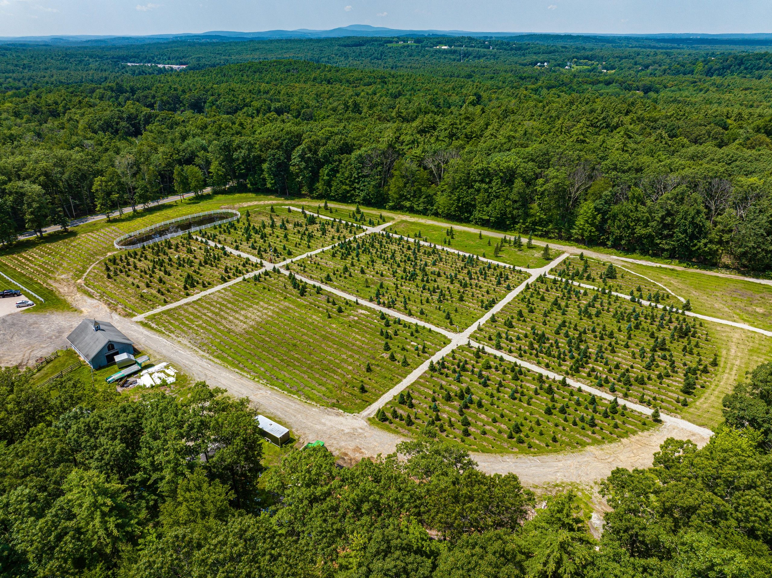 Harrod Tree Farm: Your Source for Fresh Cut Christmas Trees