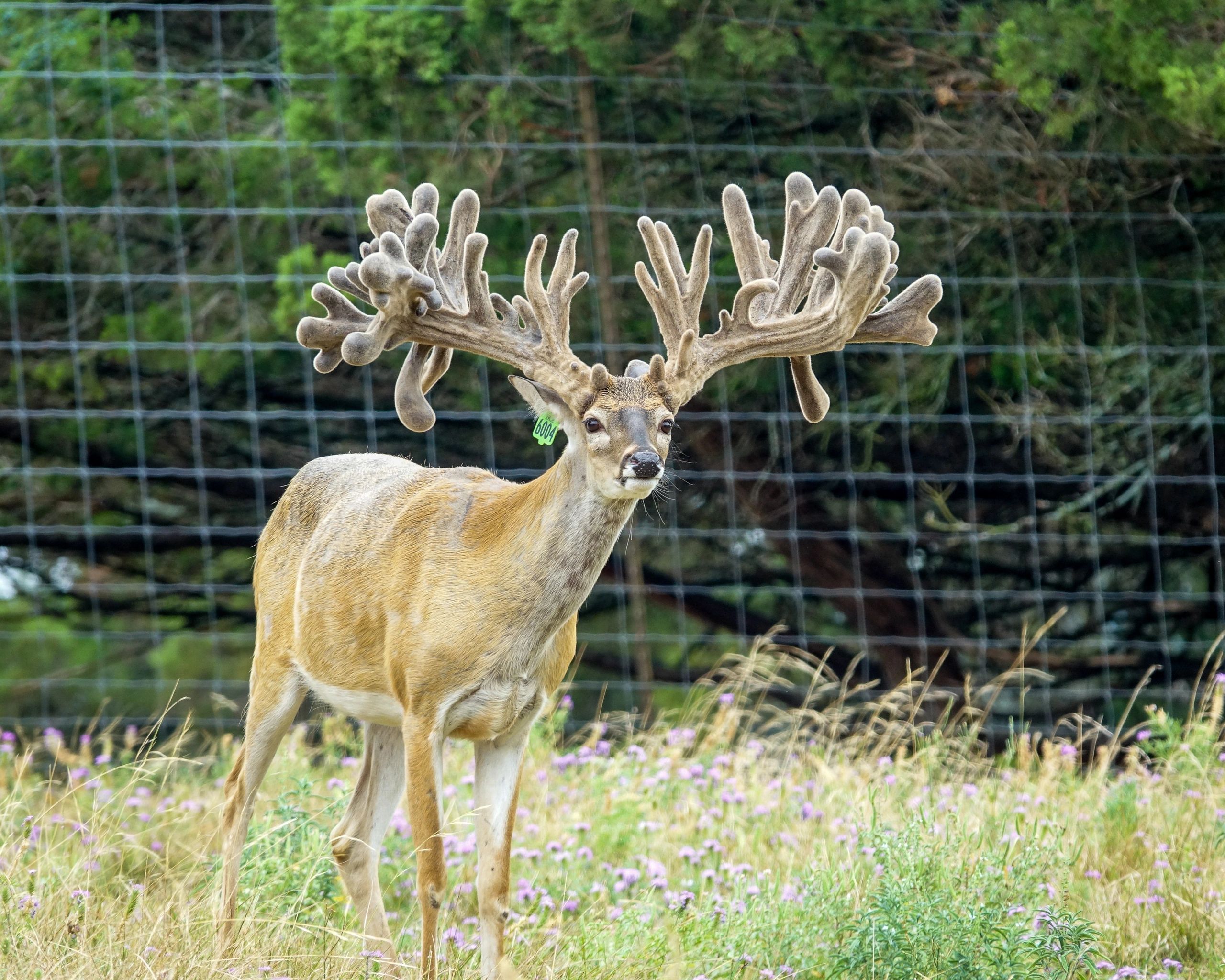 Cannonwhitetails - Whitetail, Deer, Breeder