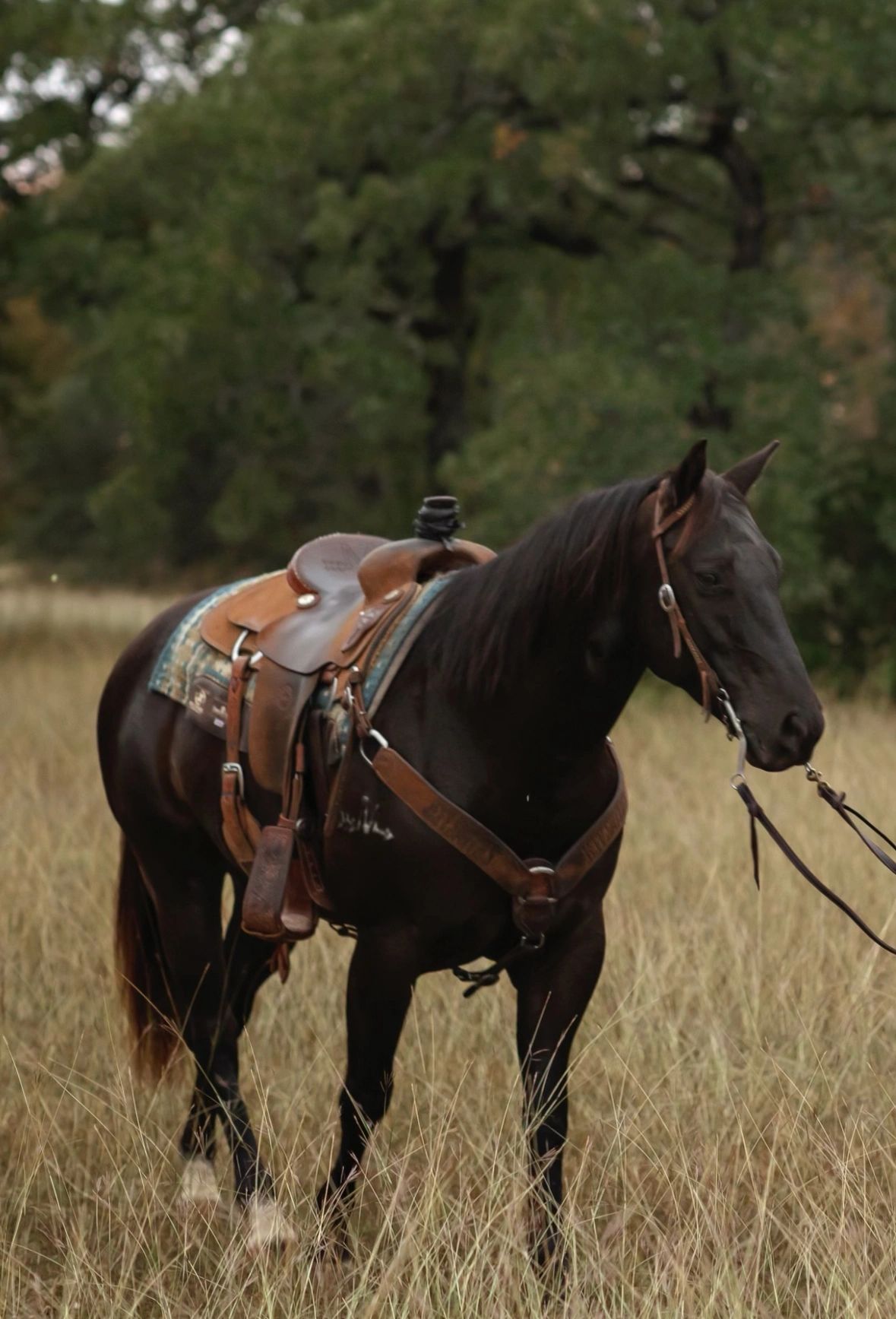 Learn how to Team Rope, buy head or heel horse!