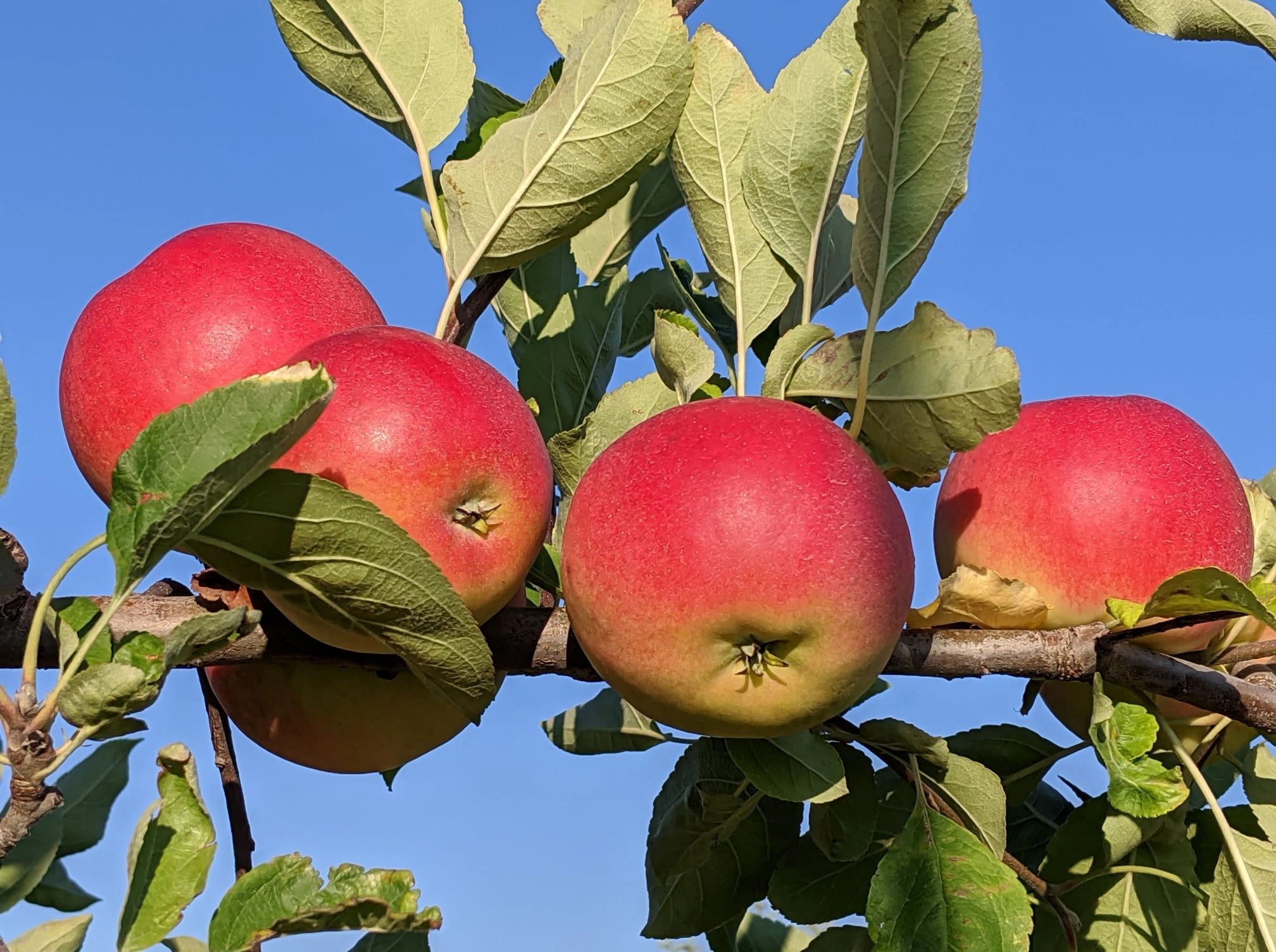 Corn Maze - Bellinger's Orchard LLC