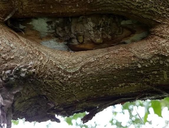 Save your Ash from the China bug... the Emerald Ash Tree Borer.