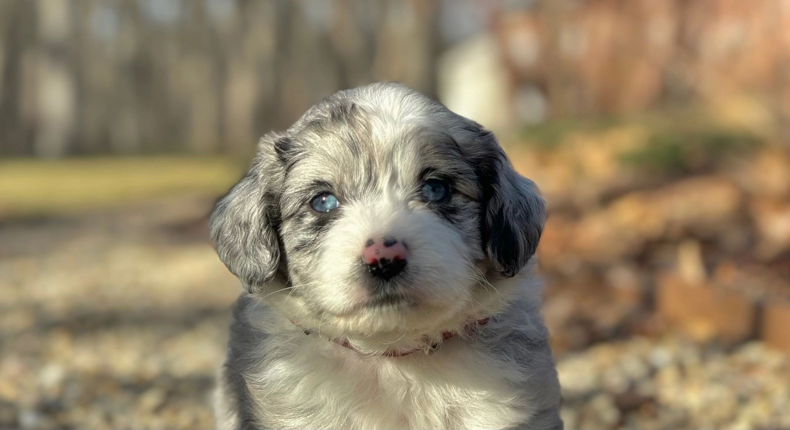 The Honest Egg Doodles - Puppy Culture