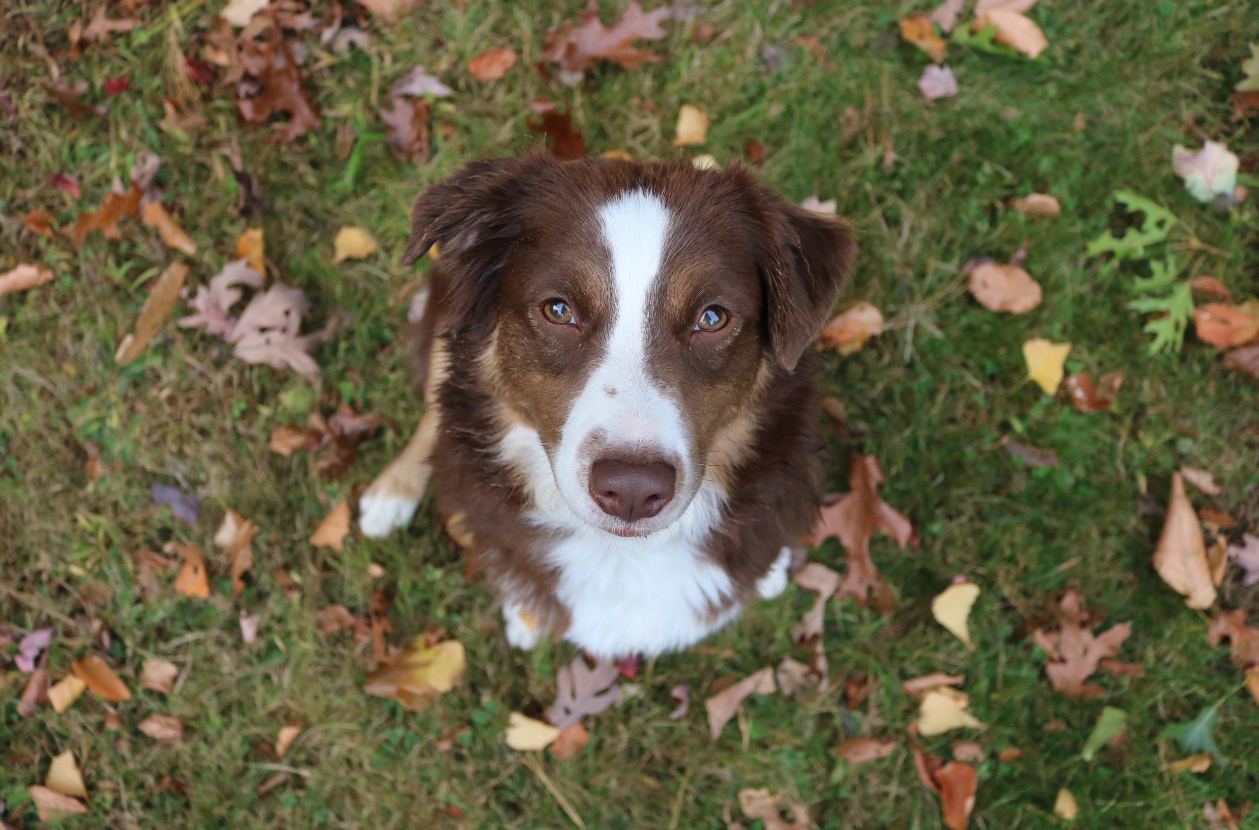 The Honest Egg Doodles - Puppy Culture