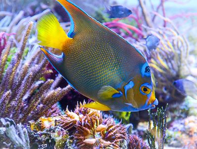 Explore the Beauty of Macro Algae in your Saltwater Reef Aquarium