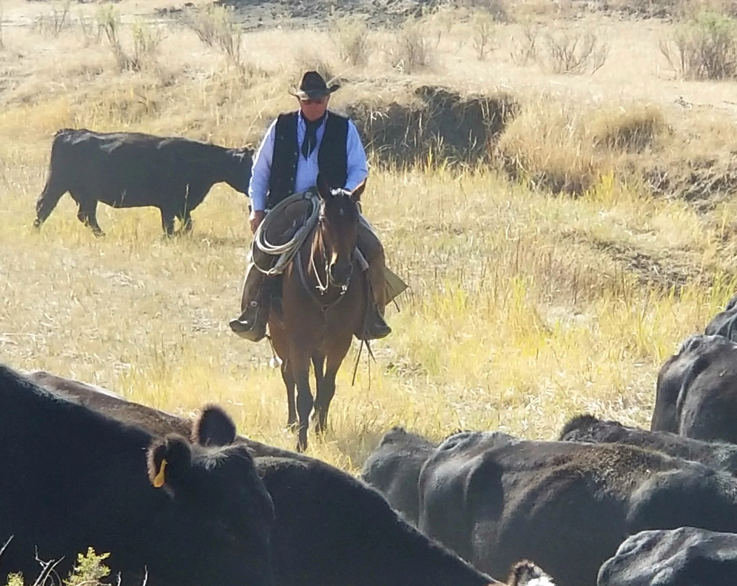 Stoddard Ranch - Feeder Cattle, Feeder Steers