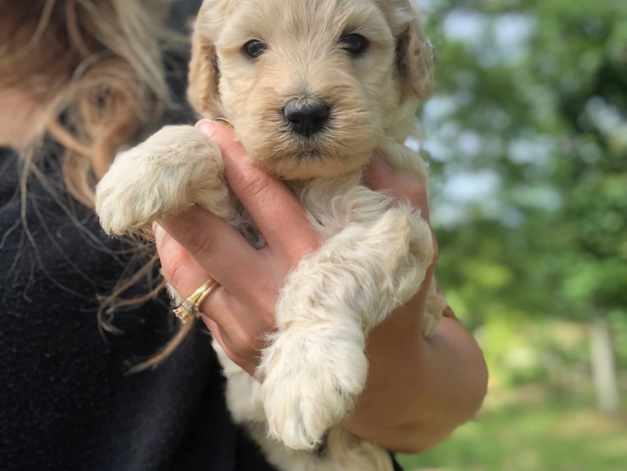Differences in Doodles | Saddle Hill Farms Puppies