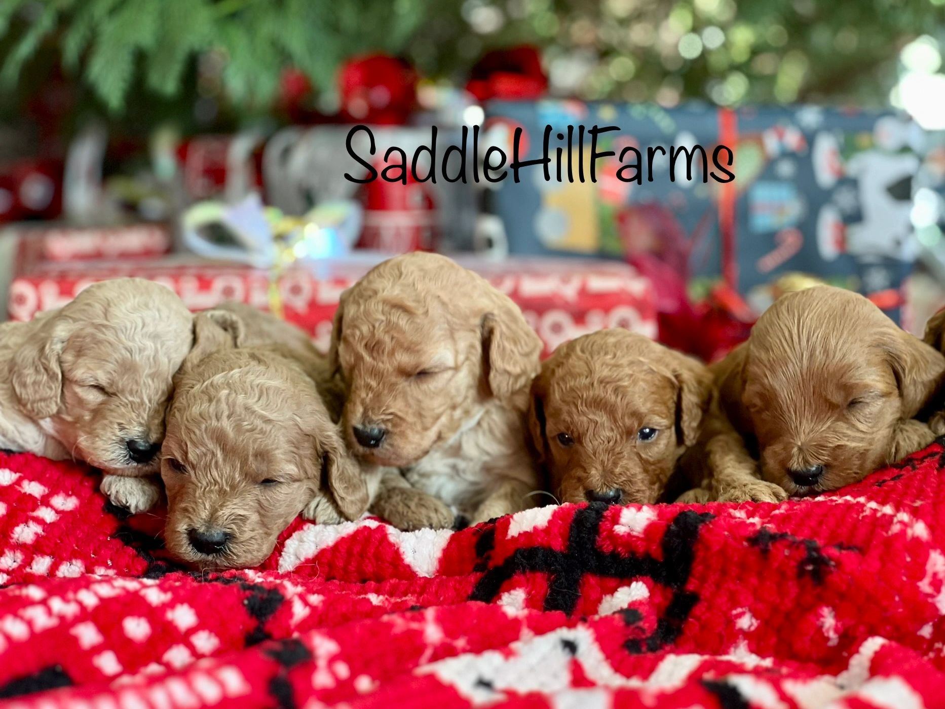 Available Goldendoodles