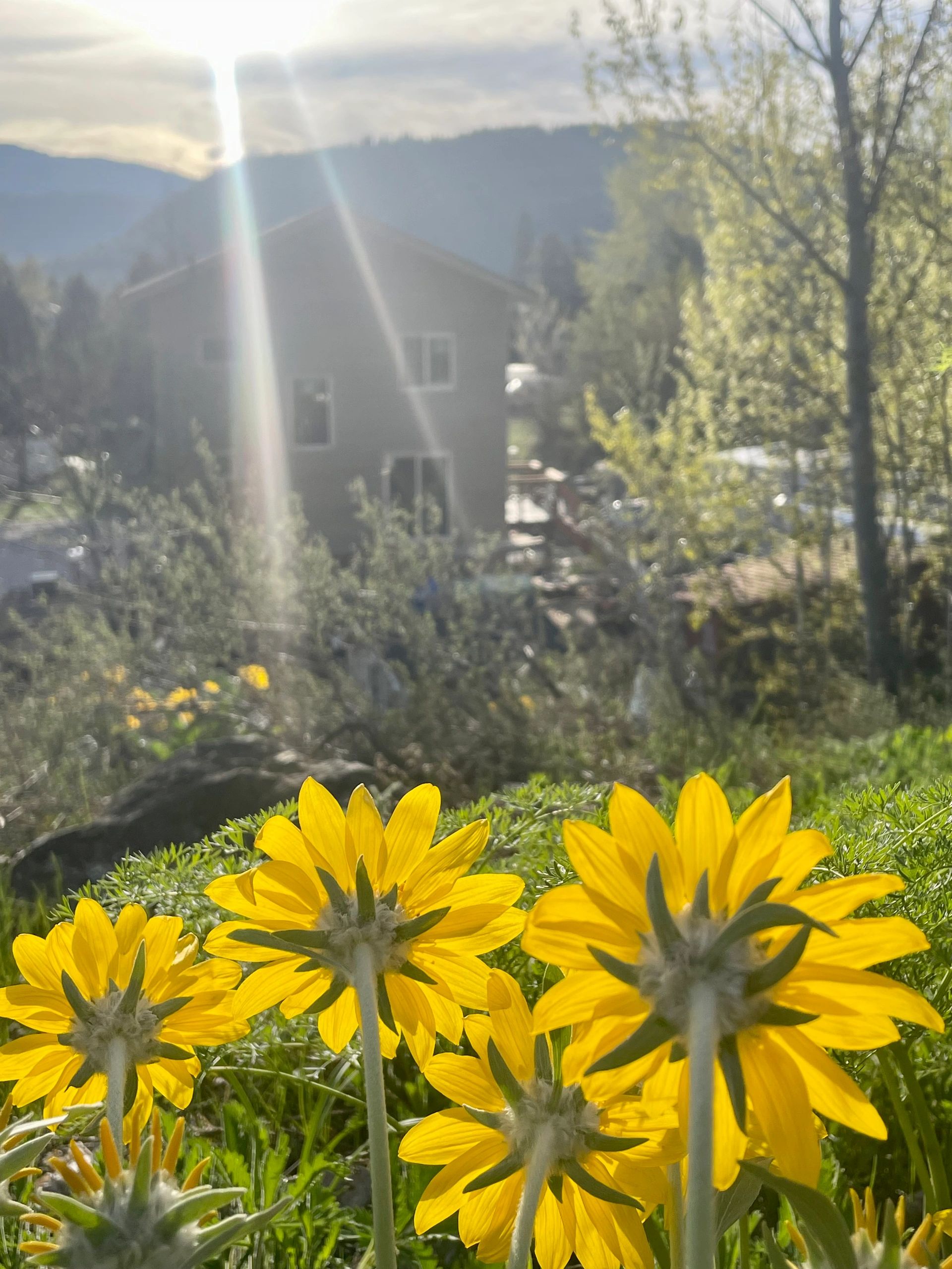 Mountain View Homestead