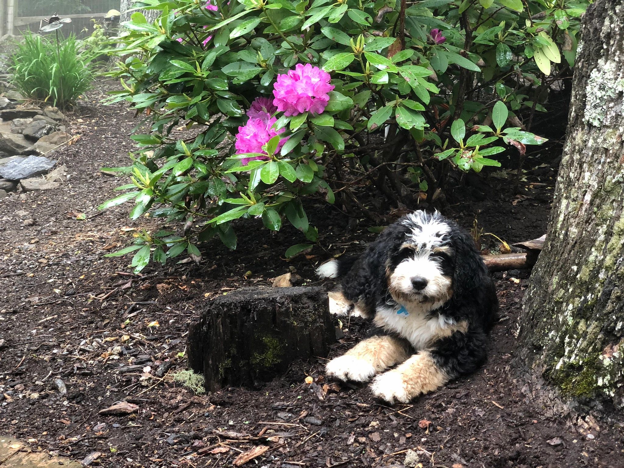 Central Florida Bernedoodles & Golden Mtn Doodles - Home