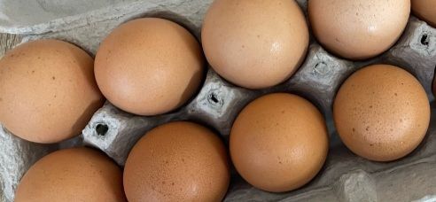 half dz BYM {Barn yard Mix} Hatching Fertile Eggs